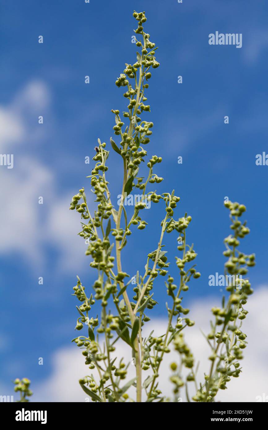 Wormwood green grey leaves with beautiful yellow flowers. Artemisia ...