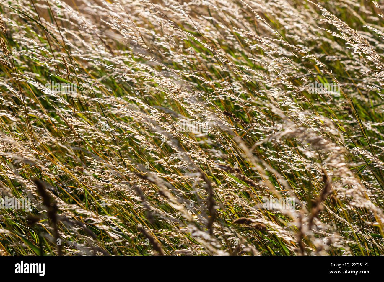 Meadow grass meadow with the tops of stele panicles. Poa pratensis ...