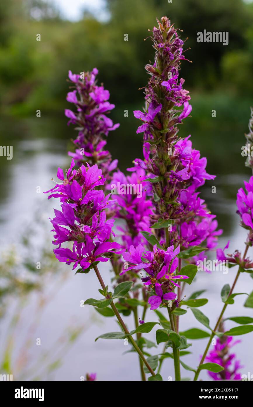 Purple loosestrife Lythrum salicaria inflorescence. Flower spike of ...