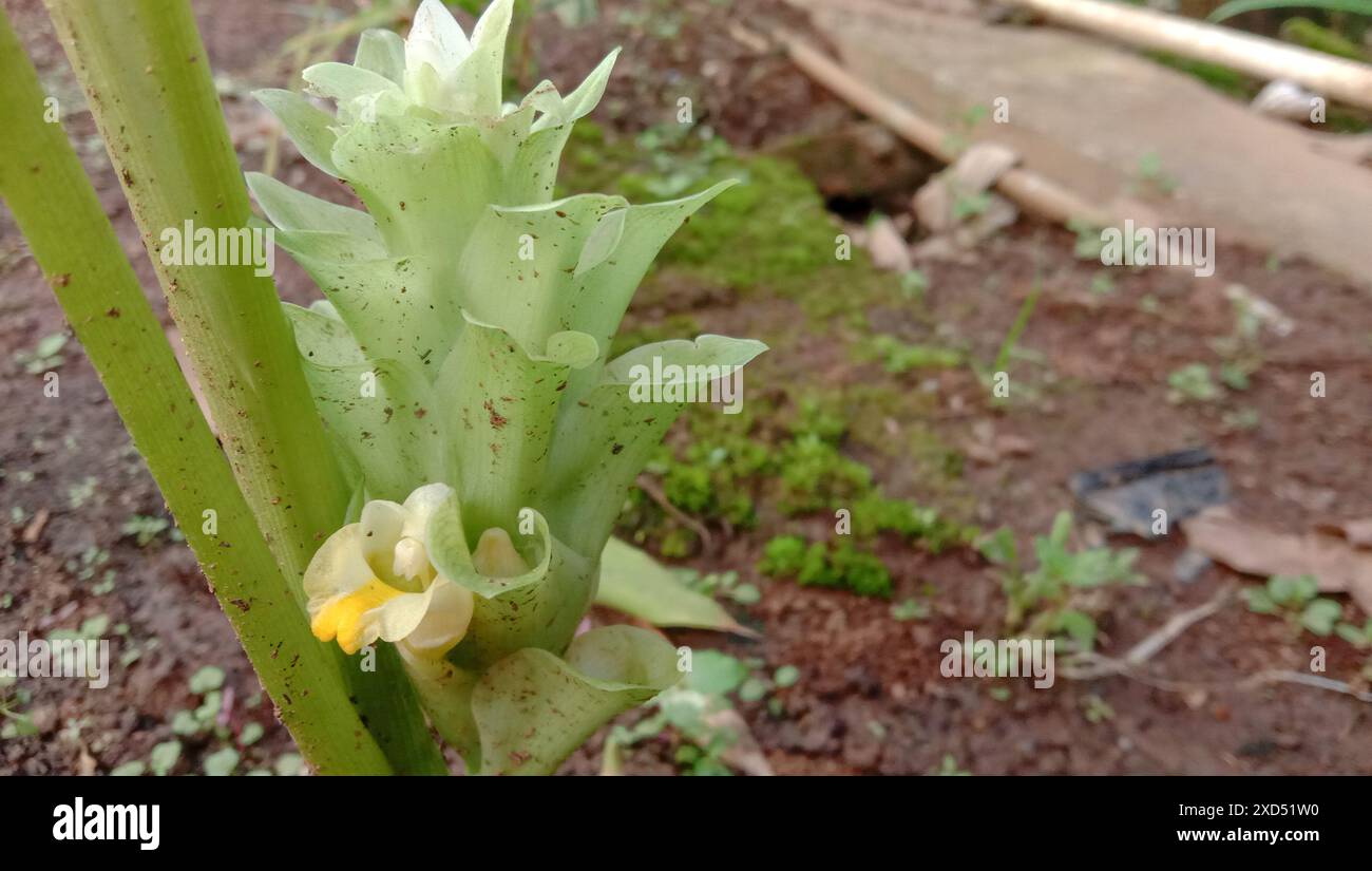 Photo of turmeric flowers that have bloomed still attached to the tree ...