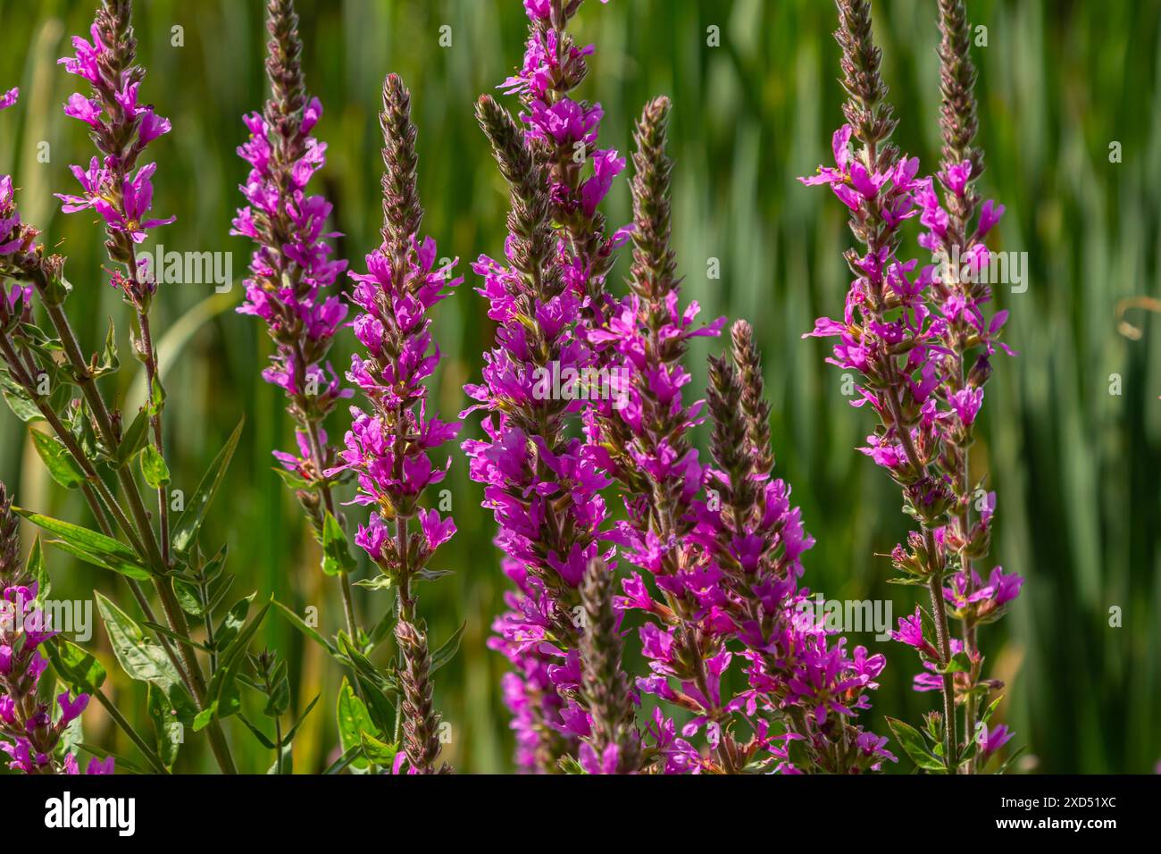 Purple loosestrife Lythrum salicaria inflorescence. Flower spike of ...