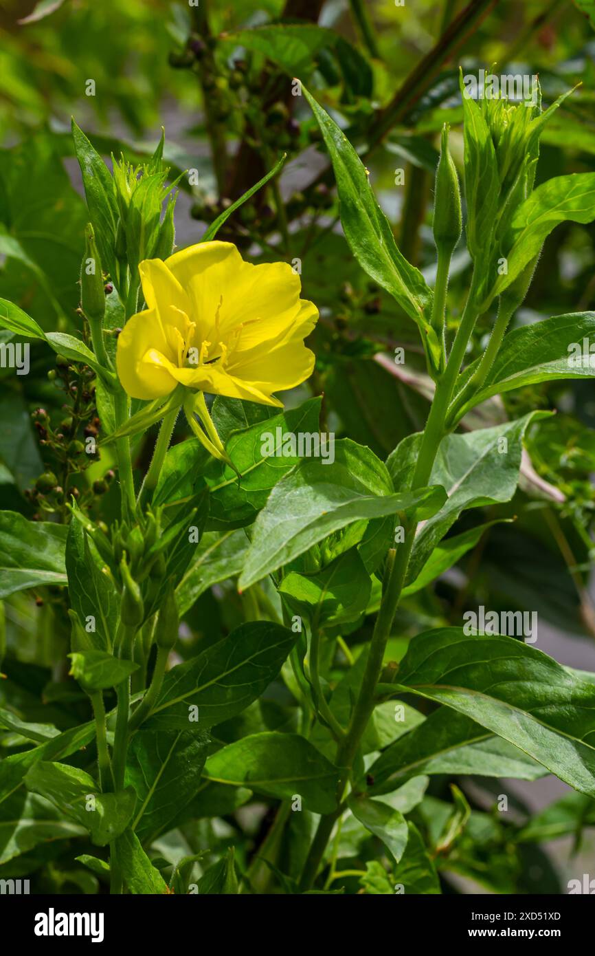 Yellow evening primrose Oenothera biennis, medicine plant for cosmetics ...