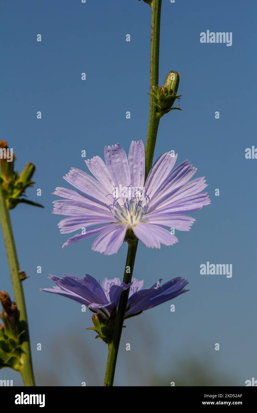 delicate blue flowers of chicory, plants with the Latin name Cichorium ...