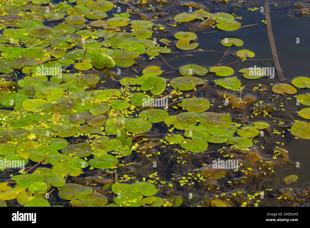 Hydrocharis morsus-ranae, frogbit, is a flowering plant belonging to ...
