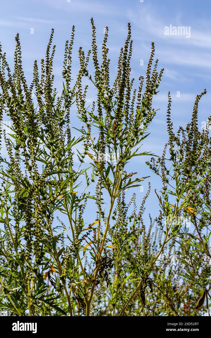 Ambrosia trifida, the giant ragweed, is a species of flowering plant in ...