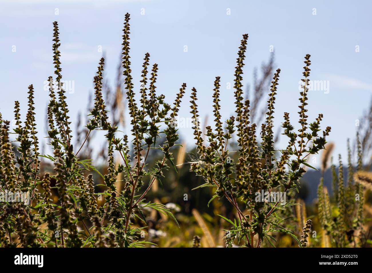 Ambrosia trifida, the giant ragweed, is a species of flowering plant in ...