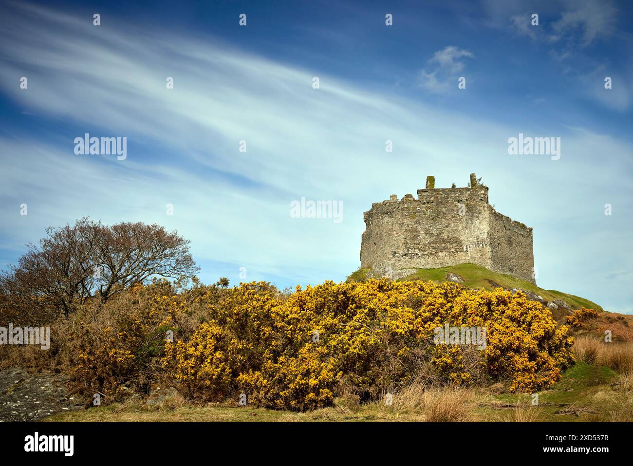 Behind a barricade of flowering gorse on Eilean Tioram, time taking its ...