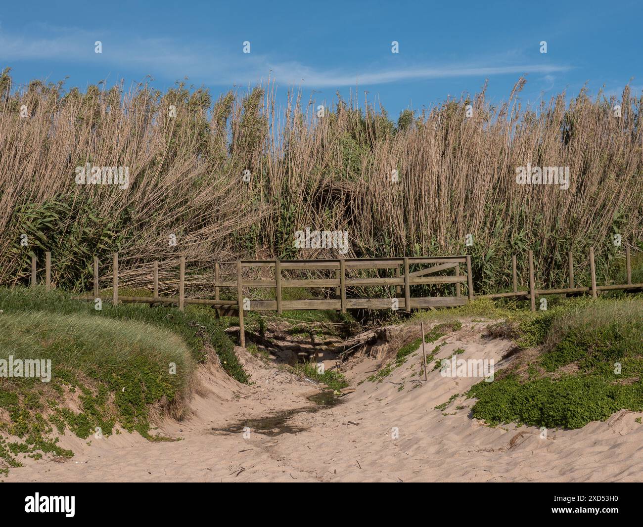 a bridge over a ditch with long dry reed Stock Photo - Alamy