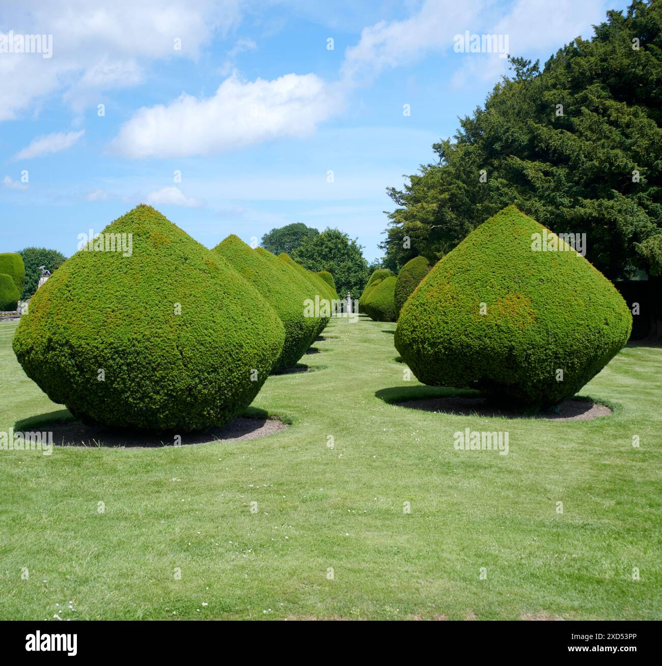 Yew Tree Topiary in a formal garden Stock Photo - Alamy