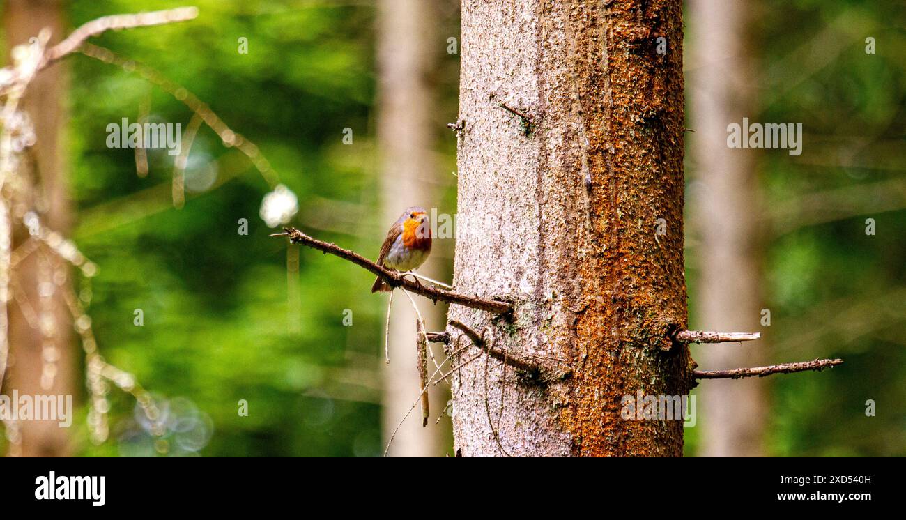 Bird song june uk tree hi-res stock photography and images - Alamy