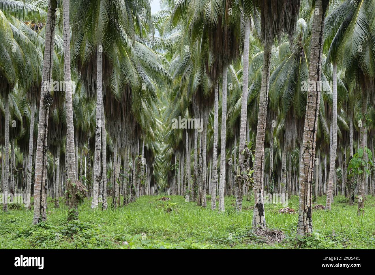 PAPUA NEW GUINEA, Madang, coconut plantation for copra, coconut oil ...