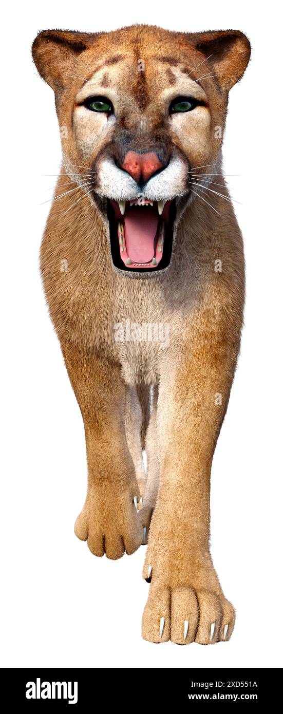 3D rendering of a big cat puma isolated on white background Stock Photo ...