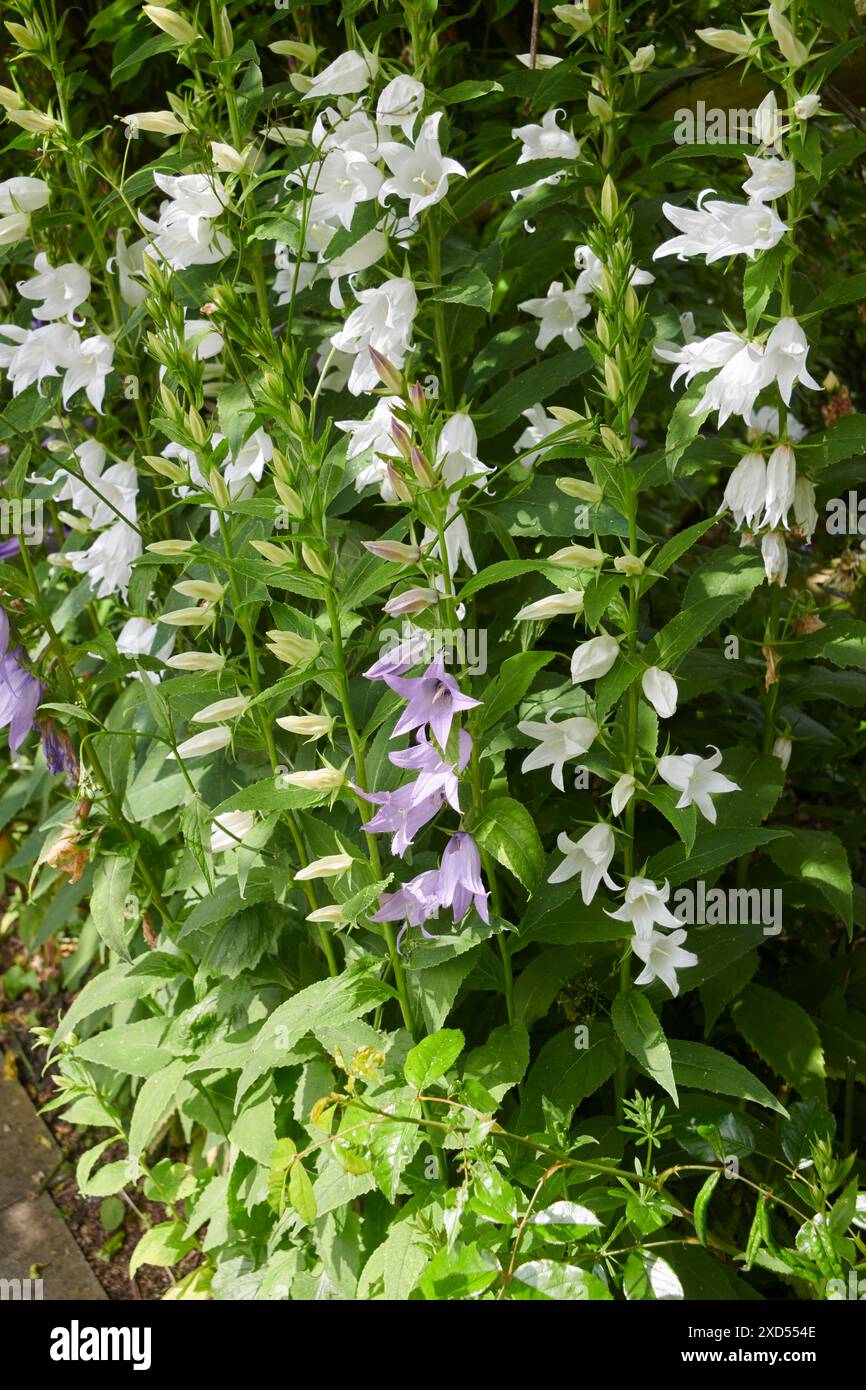 Giant Bellflower, (Campanula latifolia) growing in deep shade during ...