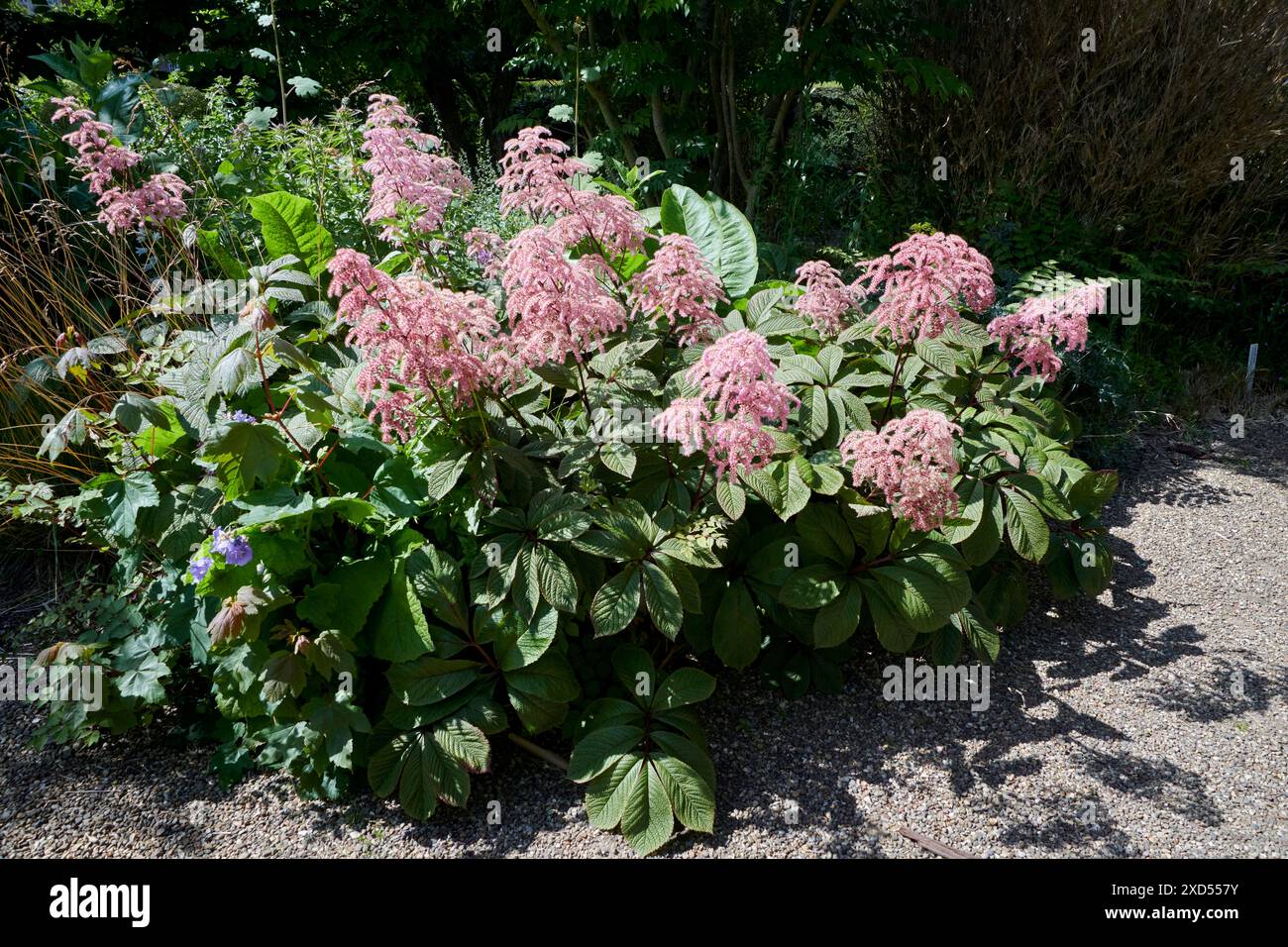 Rodgersia pink flowers hi-res stock photography and images - Alamy