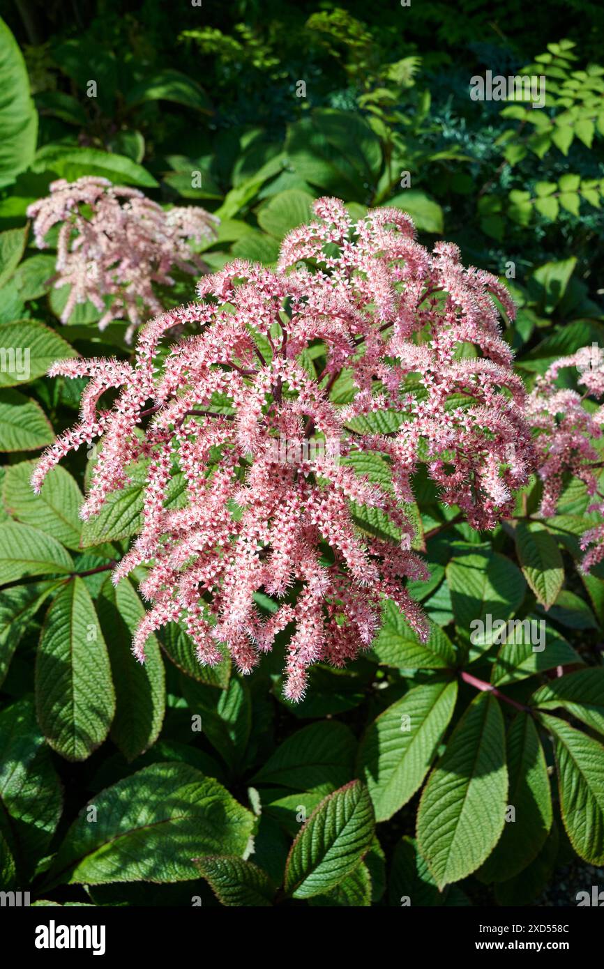 Rodgersia pink flowers hi-res stock photography and images - Alamy