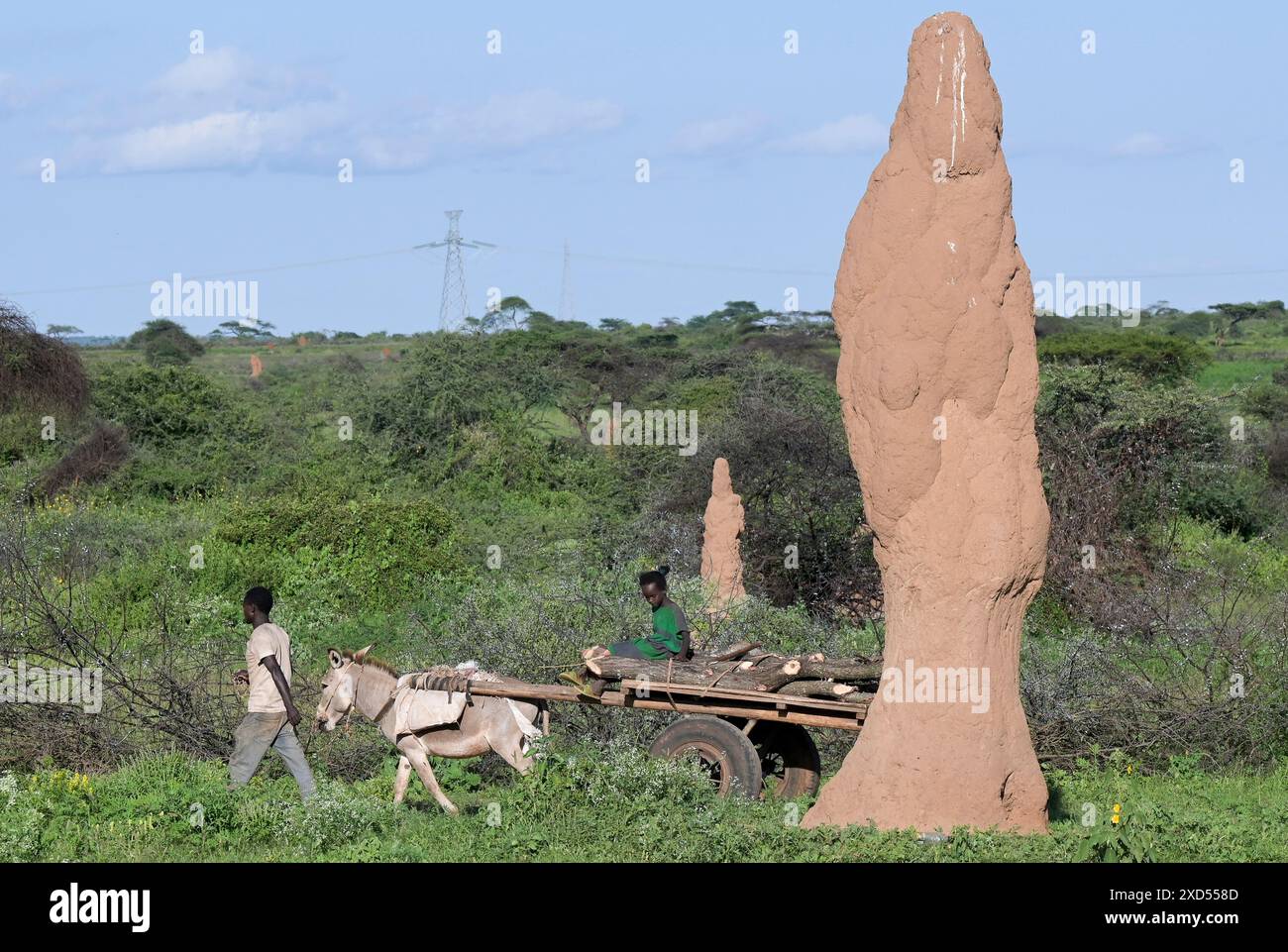 ETHIOPIA, Oromia state, Dubuluk, Borana tribe, termite mound, donkey ...