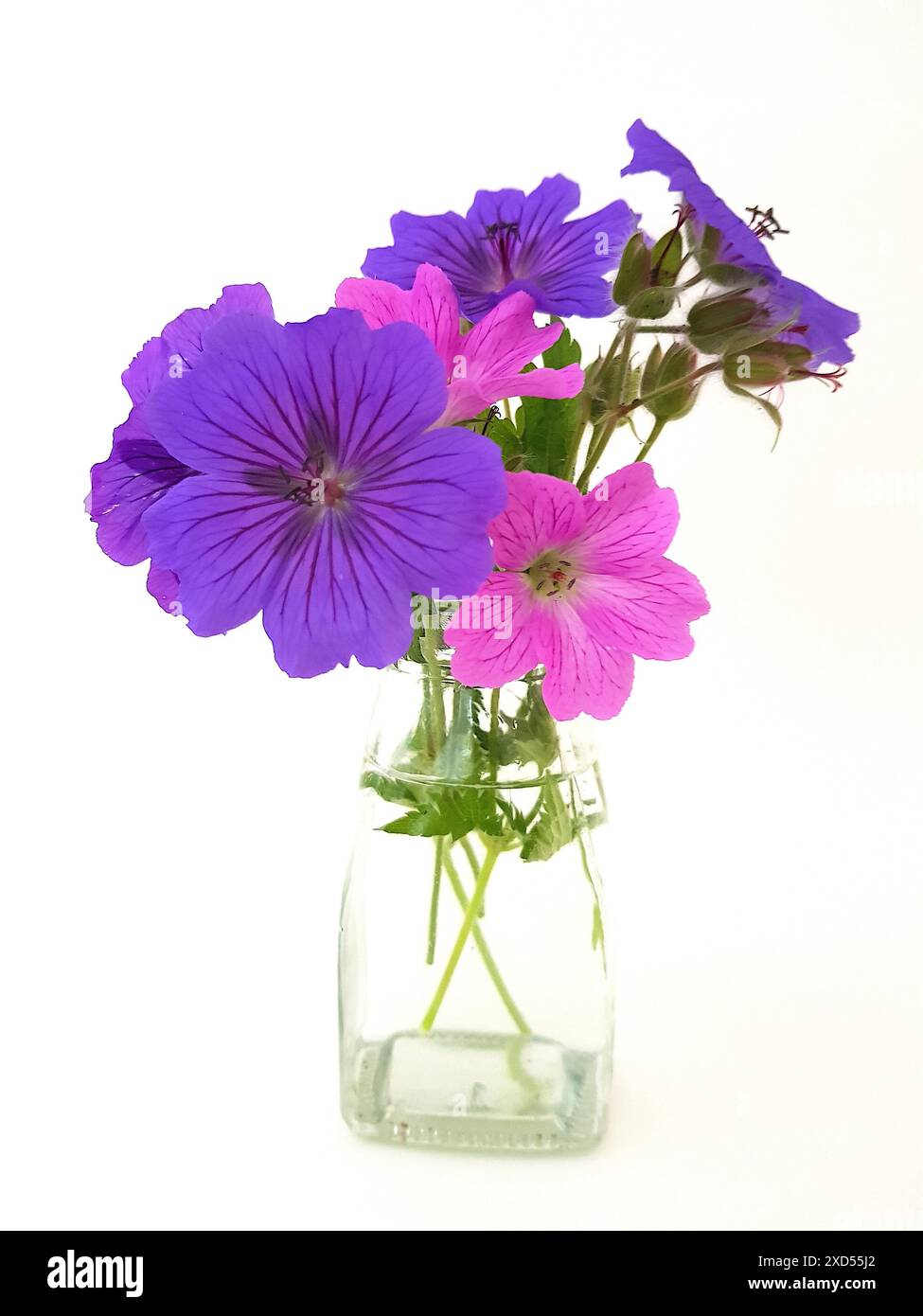 Colourful geranium flowers in a vintage glass jar on a white background ...