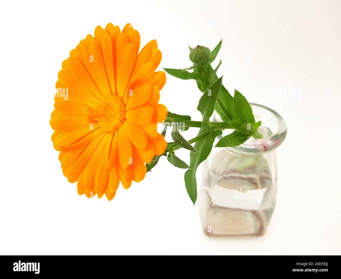 Colourful marigold flowers in a vintage glass jar on a white background ...