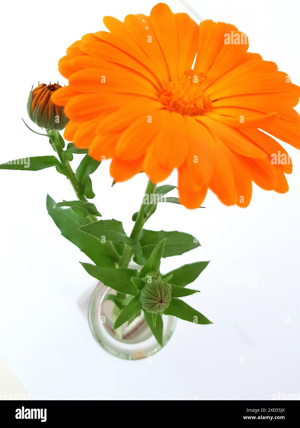 Colourful marigold flowers in a vintage glass jar on a white background ...