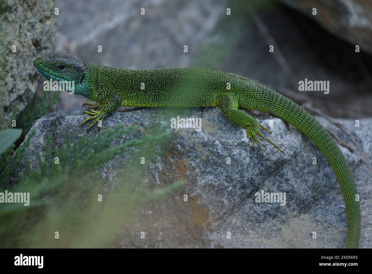 Green lizard lacerta viridis in summer garden on the stone. Small ...