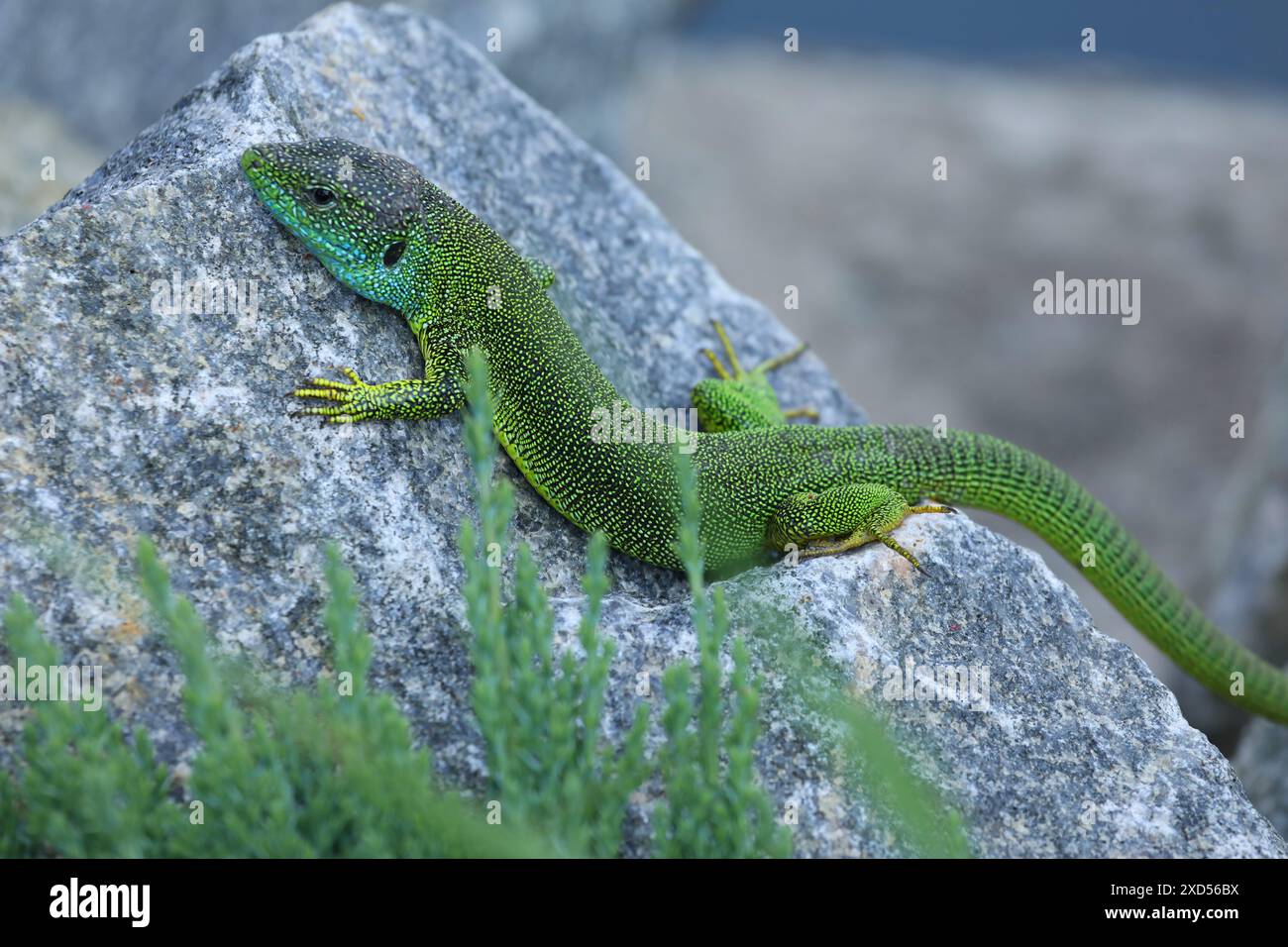 Green lizard lacerta viridis in summer garden on the stone. Small ...