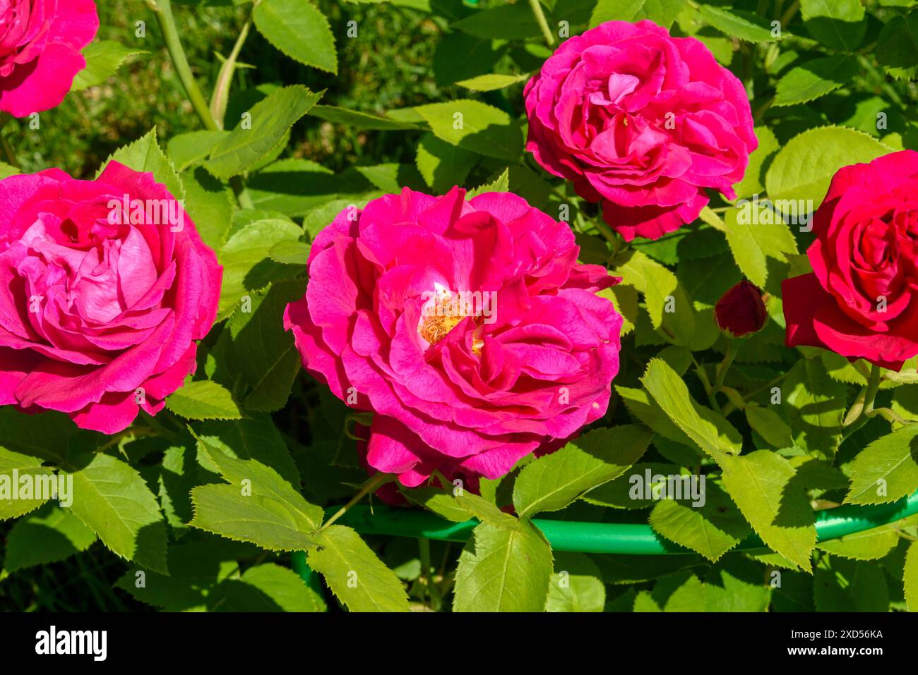 The vibrant buds of pink roses burst with color and fragrance as their ...