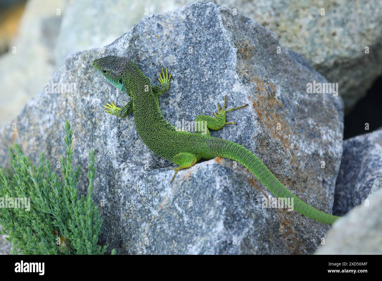 Green lizard lacerta viridis in summer garden on the stone. Small ...