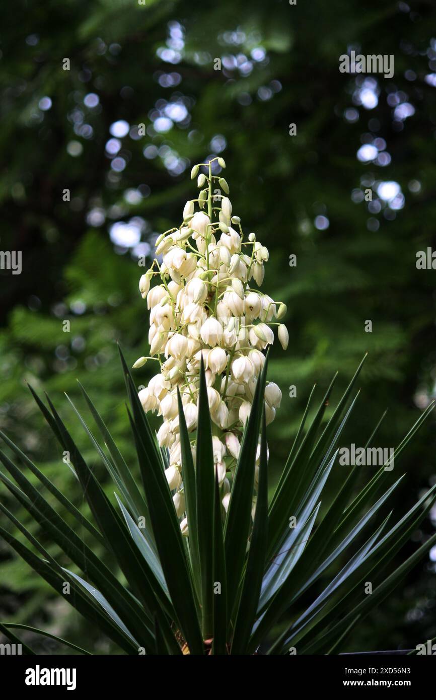 Adam’s needle and thread (Yucca filamentosa) in bloom : (pix Sanjiv ...