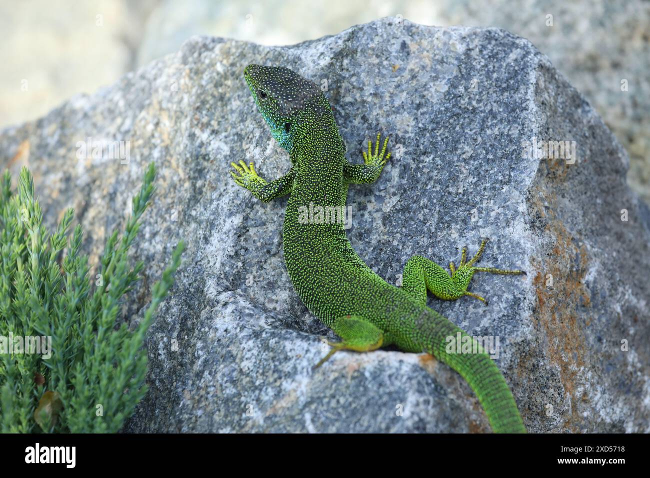 Green lizard lacerta viridis in summer garden on the stone. Small ...