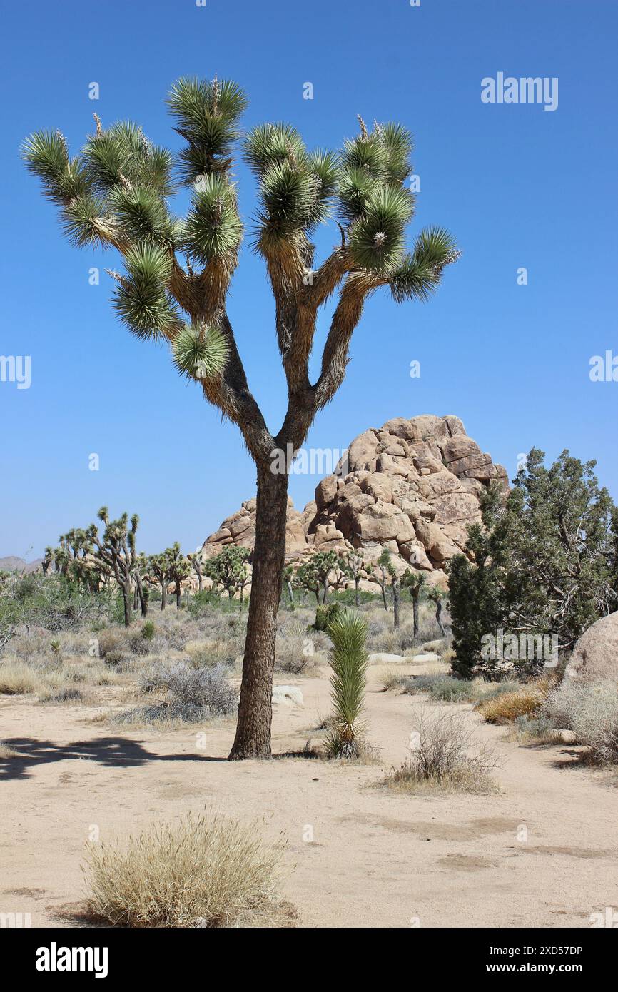 Joshua tree and rock formations, Joshua Tree National Park, California ...
