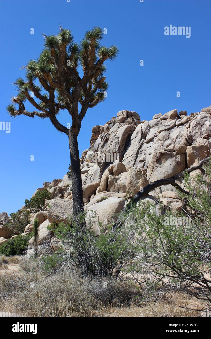 Tree trees usa rock hi-res stock photography and images - Alamy