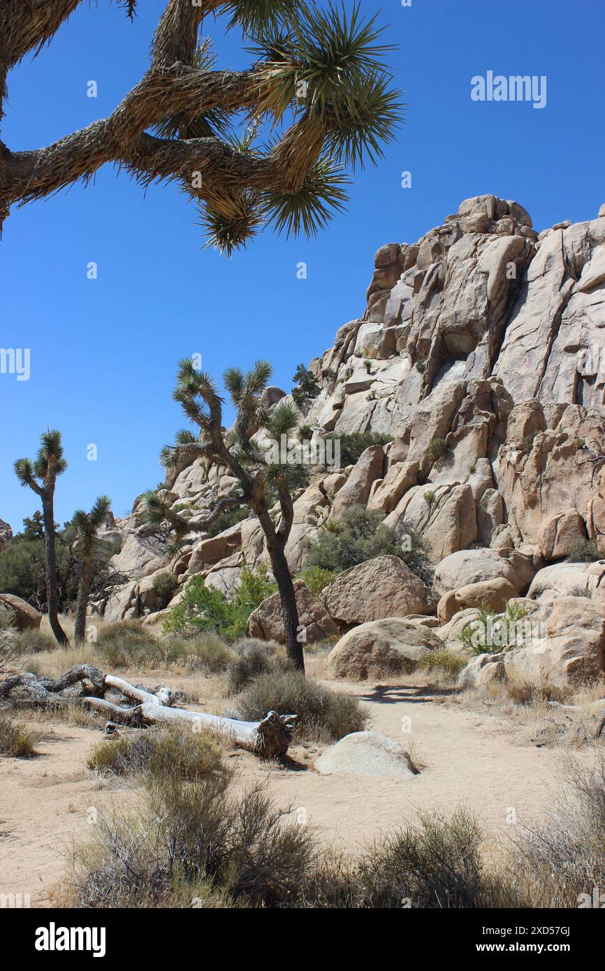 Tree trees usa rock hi-res stock photography and images - Alamy