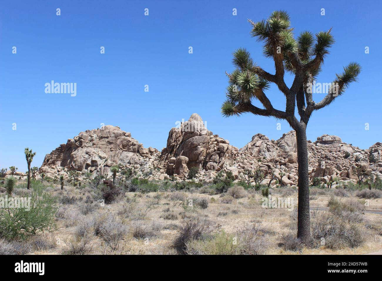 Joshua tree and rock formations, Joshua Tree National Park, California ...