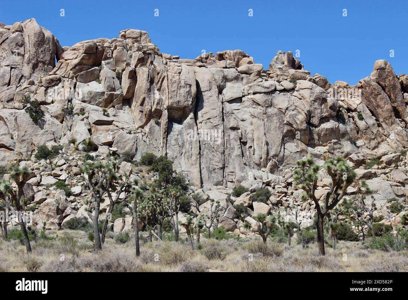 Buttress tree hi-res stock photography and images - Alamy
