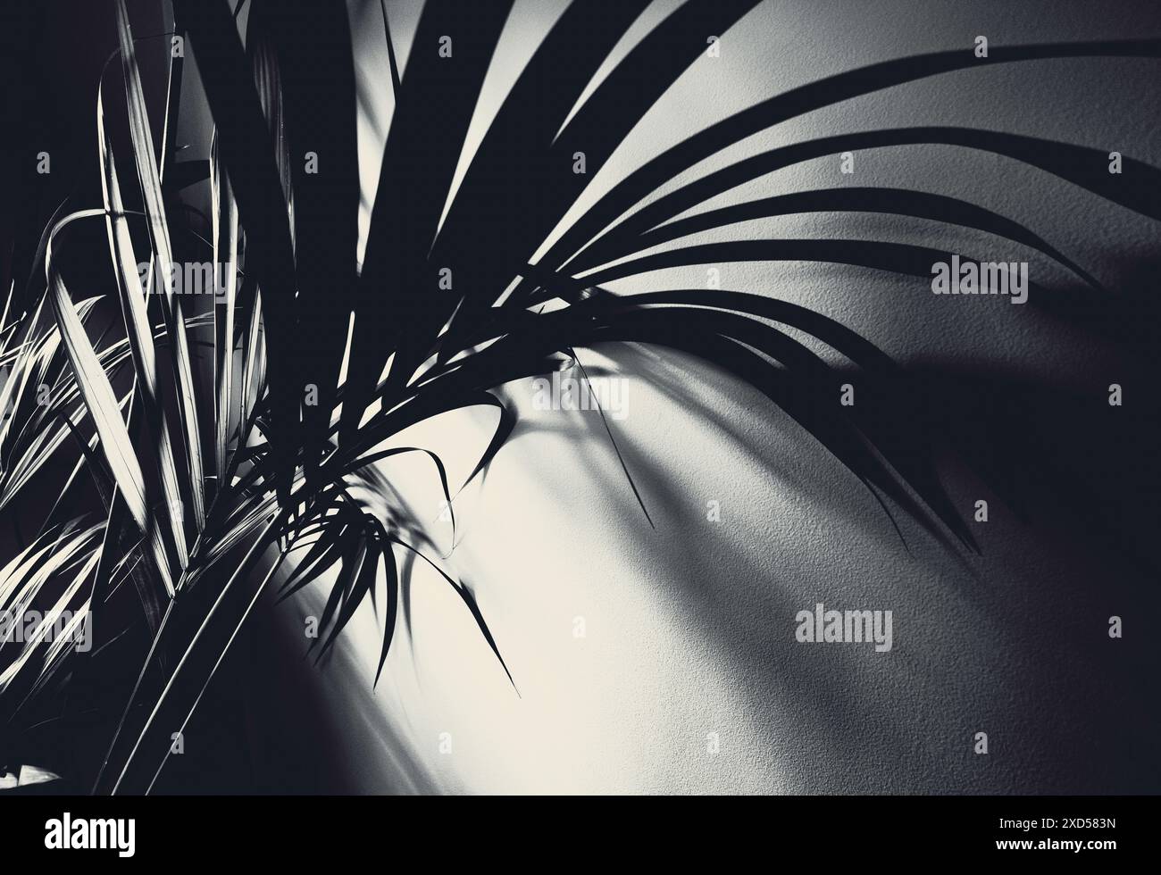 monochrome palm leaves (Arecaceae) dramatic shadows, abstract indoor ...