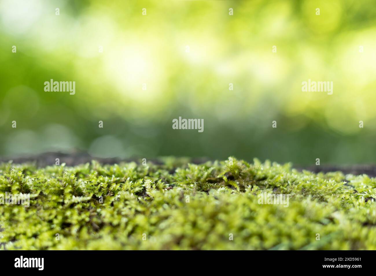 Eco-Friendly Background for Product Display Stock Photo - Alamy