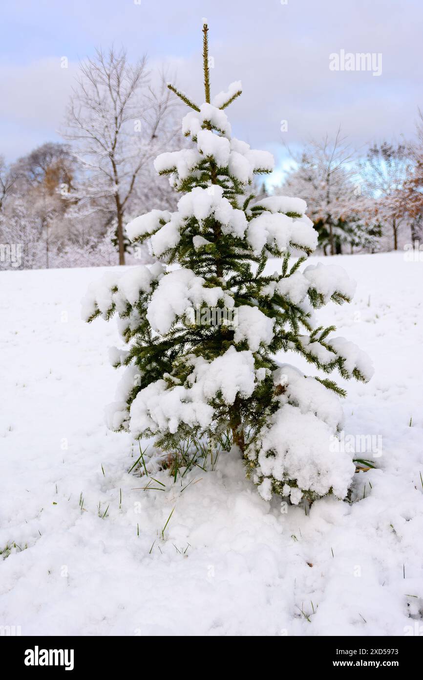 Pine tree covered in snow Stock Photo - Alamy