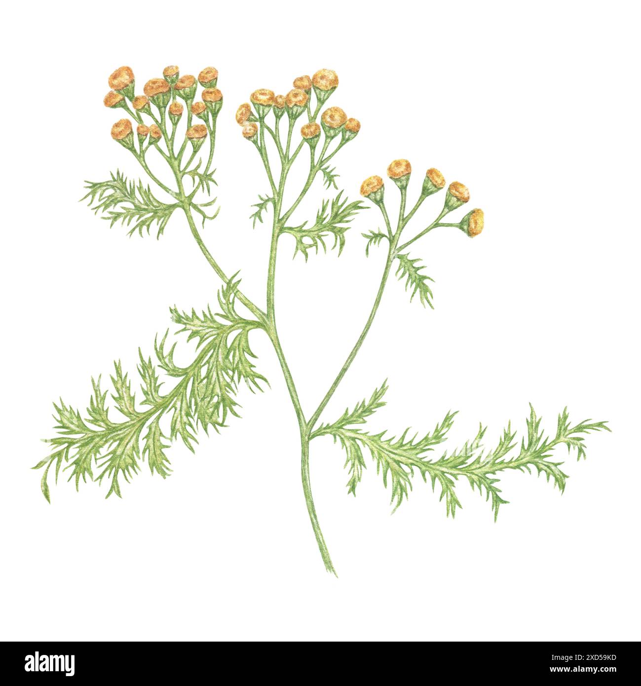 Watercolor summer yellow wildflowers. Botanical illustration ...