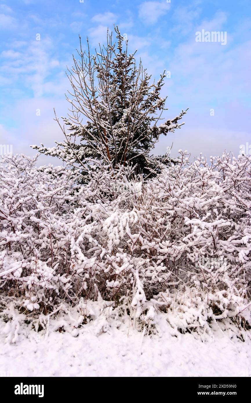 Snow covering bushes hi-res stock photography and images - Alamy