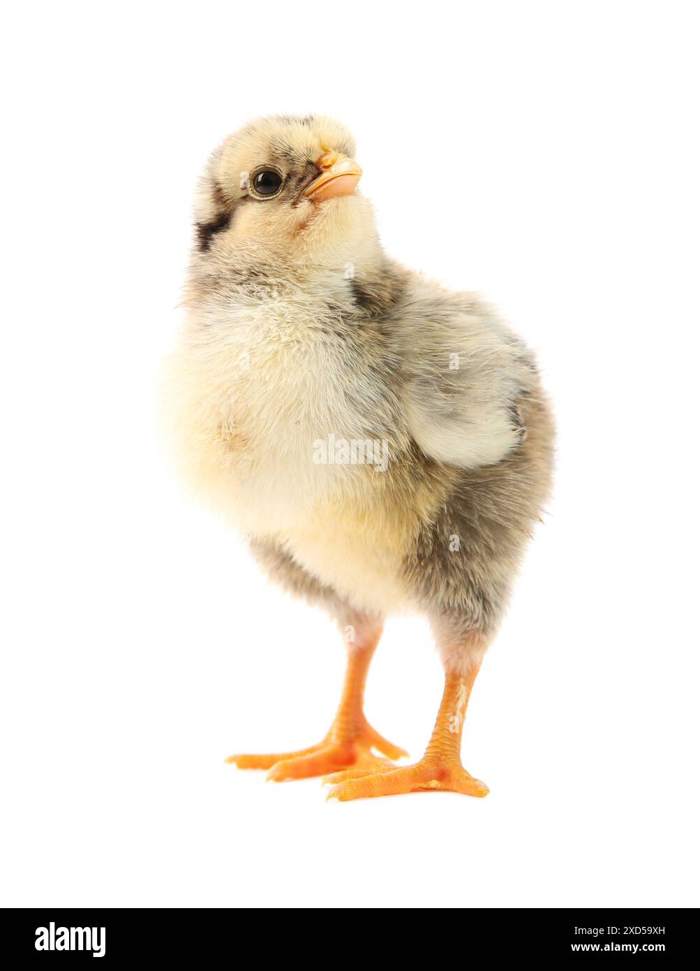 One cute chick isolated on white. Baby animal Stock Photo - Alamy