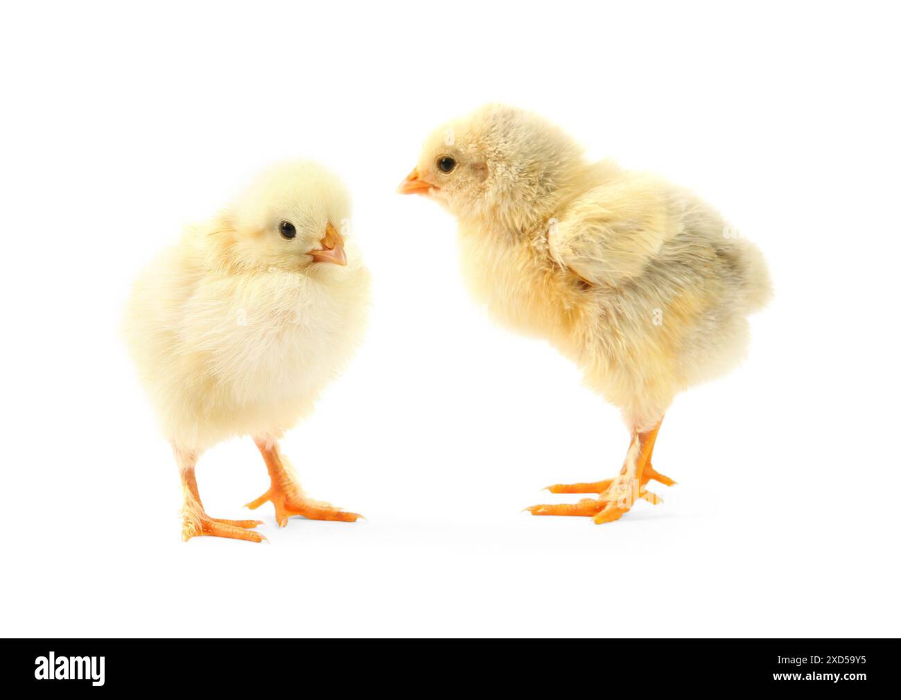 Two cute fluffy chicks hi-res stock photography and images - Alamy