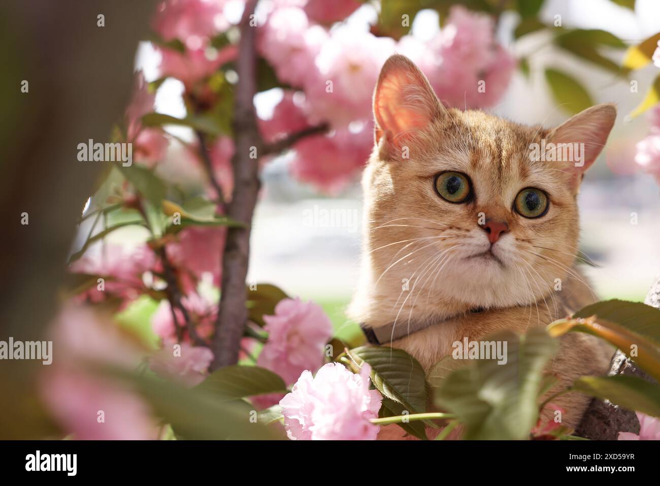 Cute cat among blossoming spring tree branches outdoors Stock Photo - Alamy