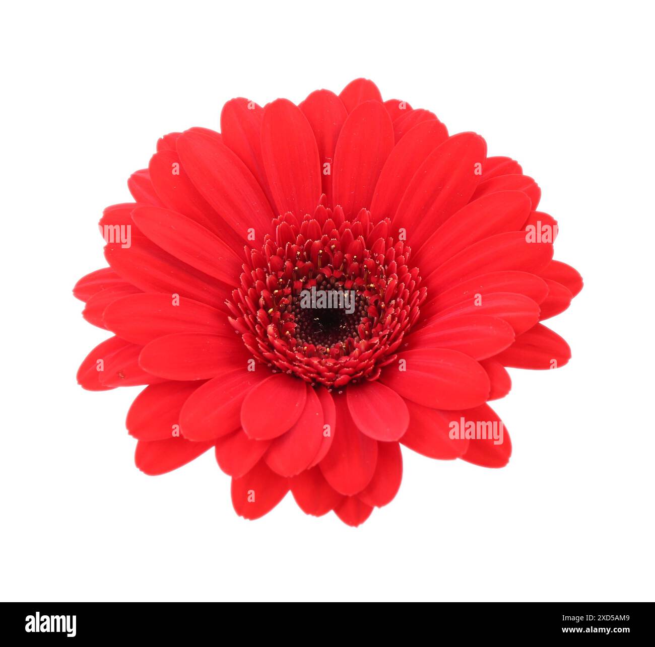 Beautiful red gerbera flower isolated on white Stock Photo - Alamy