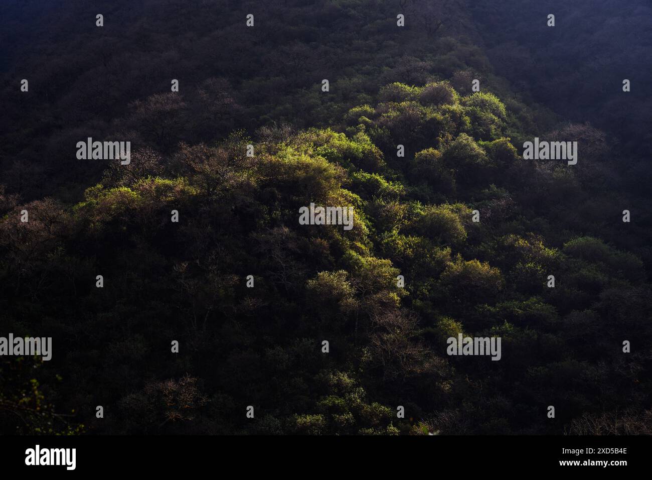 mountains of native jungle where a ray of sun enters Stock Photo - Alamy