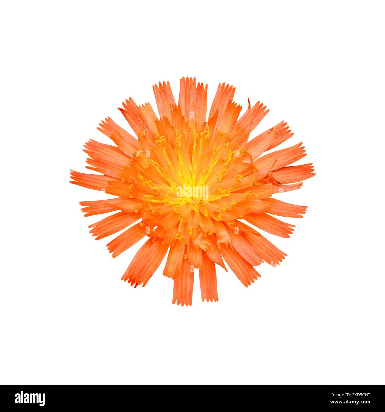 Orange hawkweed flowering plant. Macro close-up of Pilosella aurantiaca ...