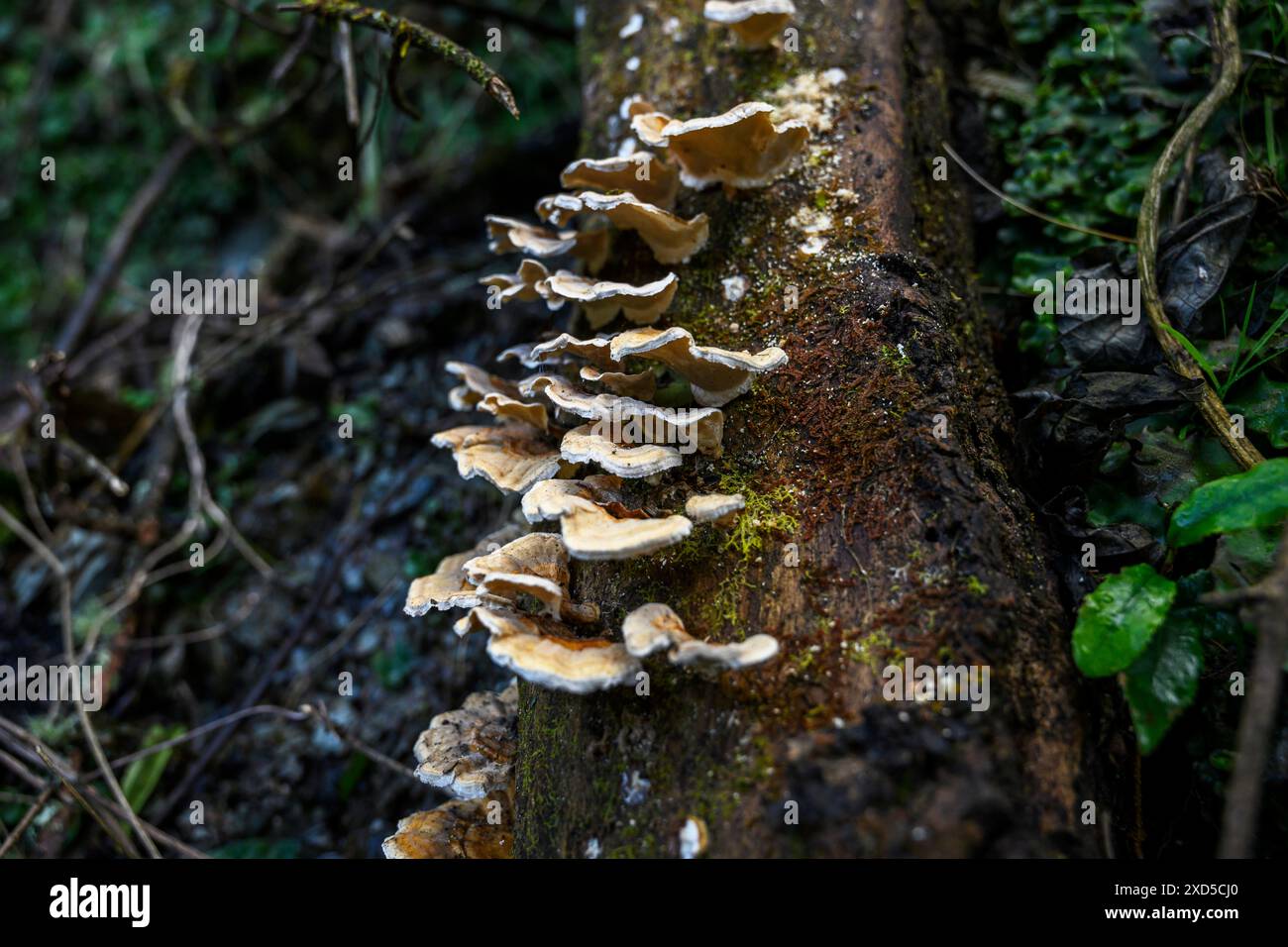 colony of trametes versicolor mushrooms growing on the trunk of a tree ...