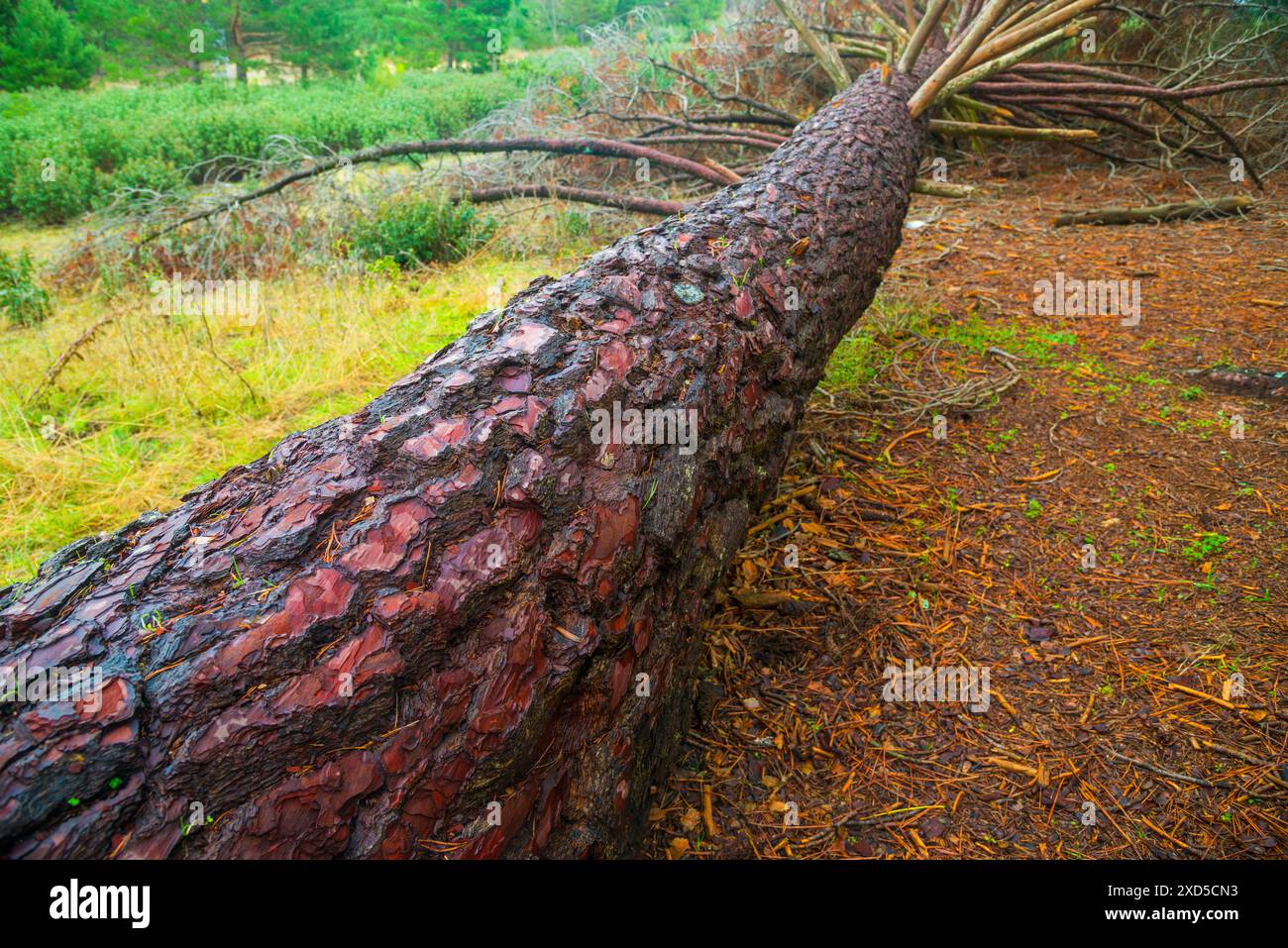 Fallen pine tree Stock Photo - Alamy