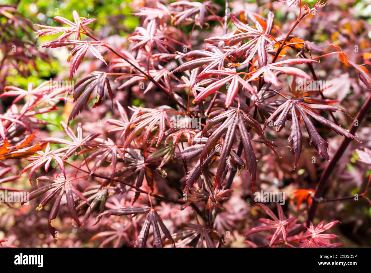 Acer palmatum 'Atropurpureum' Stock Photo - Alamy