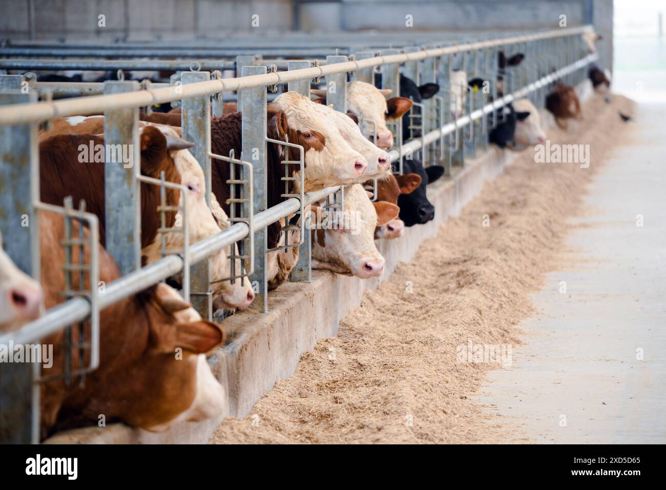 Color image of dairy farm cows indoor in the shed Stock Photo - Alamy