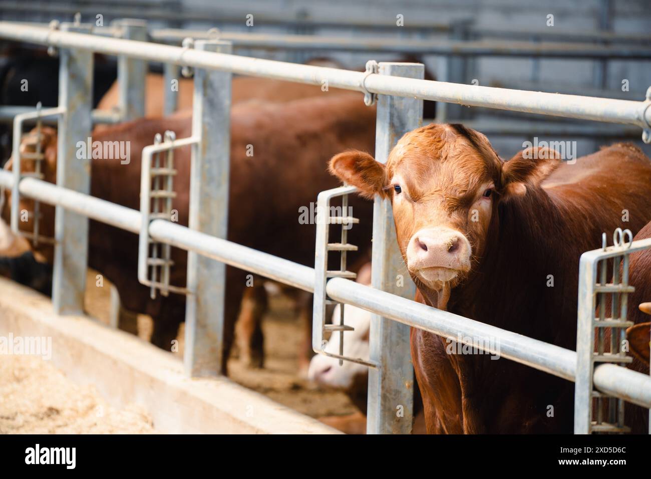 Color image of dairy farm cows indoor in the shed Stock Photo - Alamy